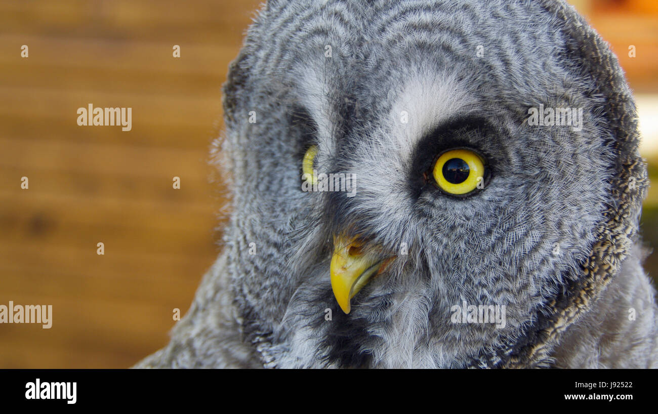 bird, hunter, birds, raptor, feathers, falconer, hunting, chase, fly ...