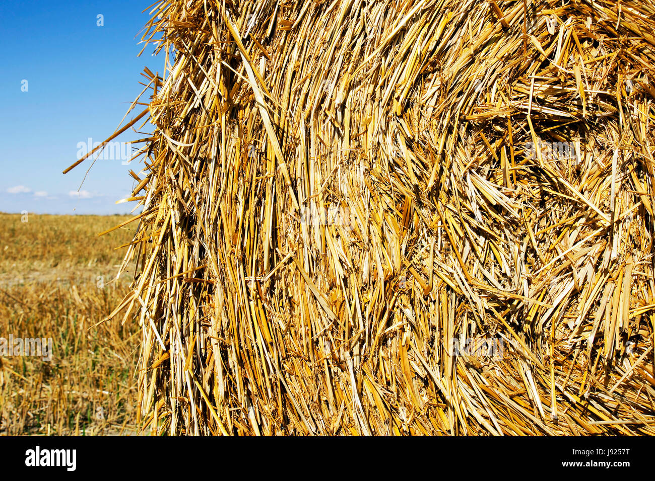 agriculture, farming, field, wheat, landscape, scenery, countryside ...