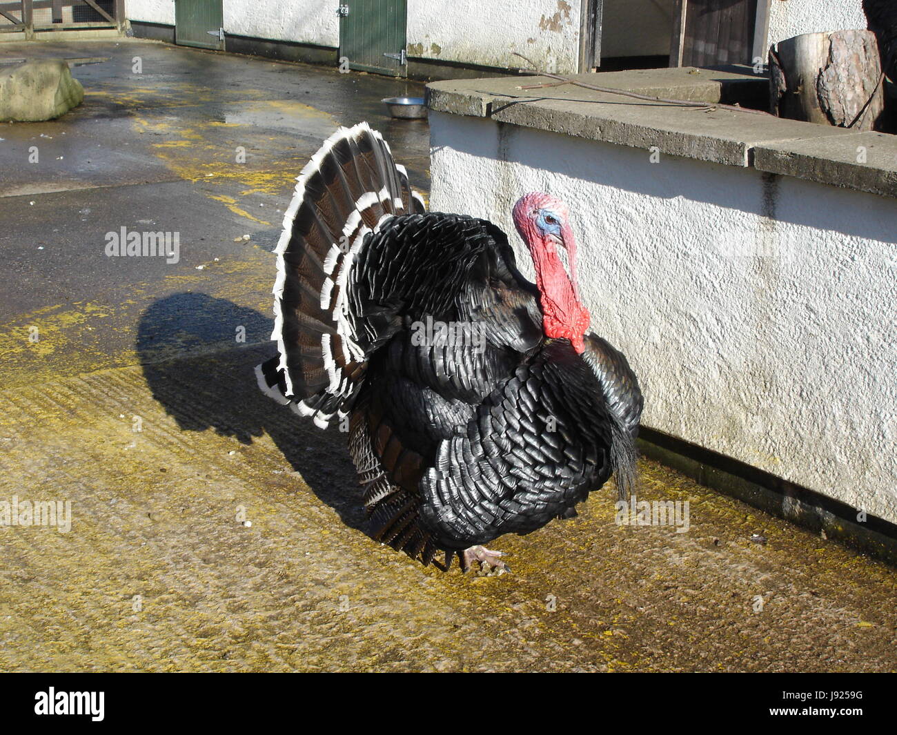 animal, bird, wild, black, swarthy, jetblack, deep black, turkey, pink ...