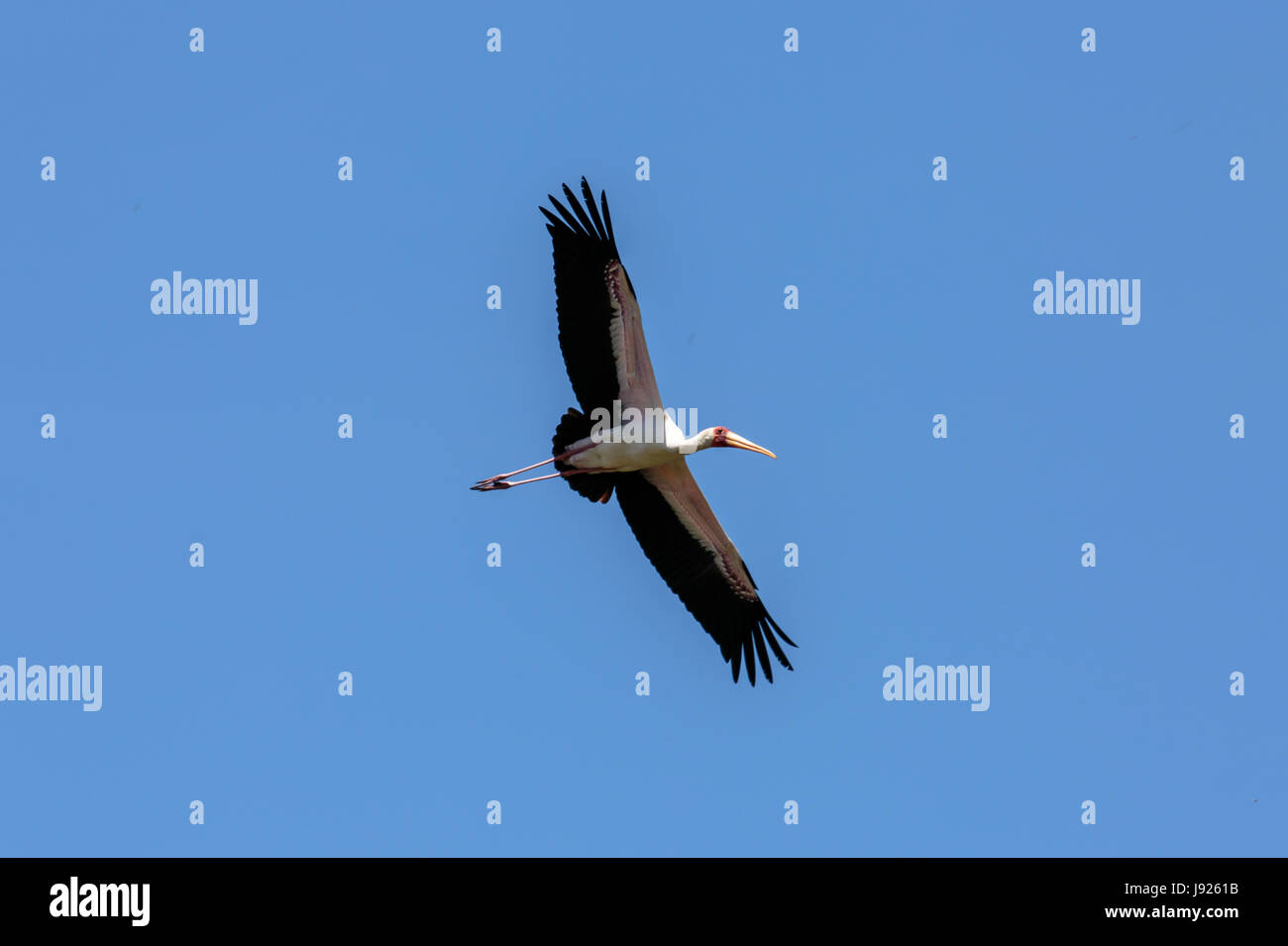 A Yellow-billed stork soaring in the sky Stock Photo - Alamy