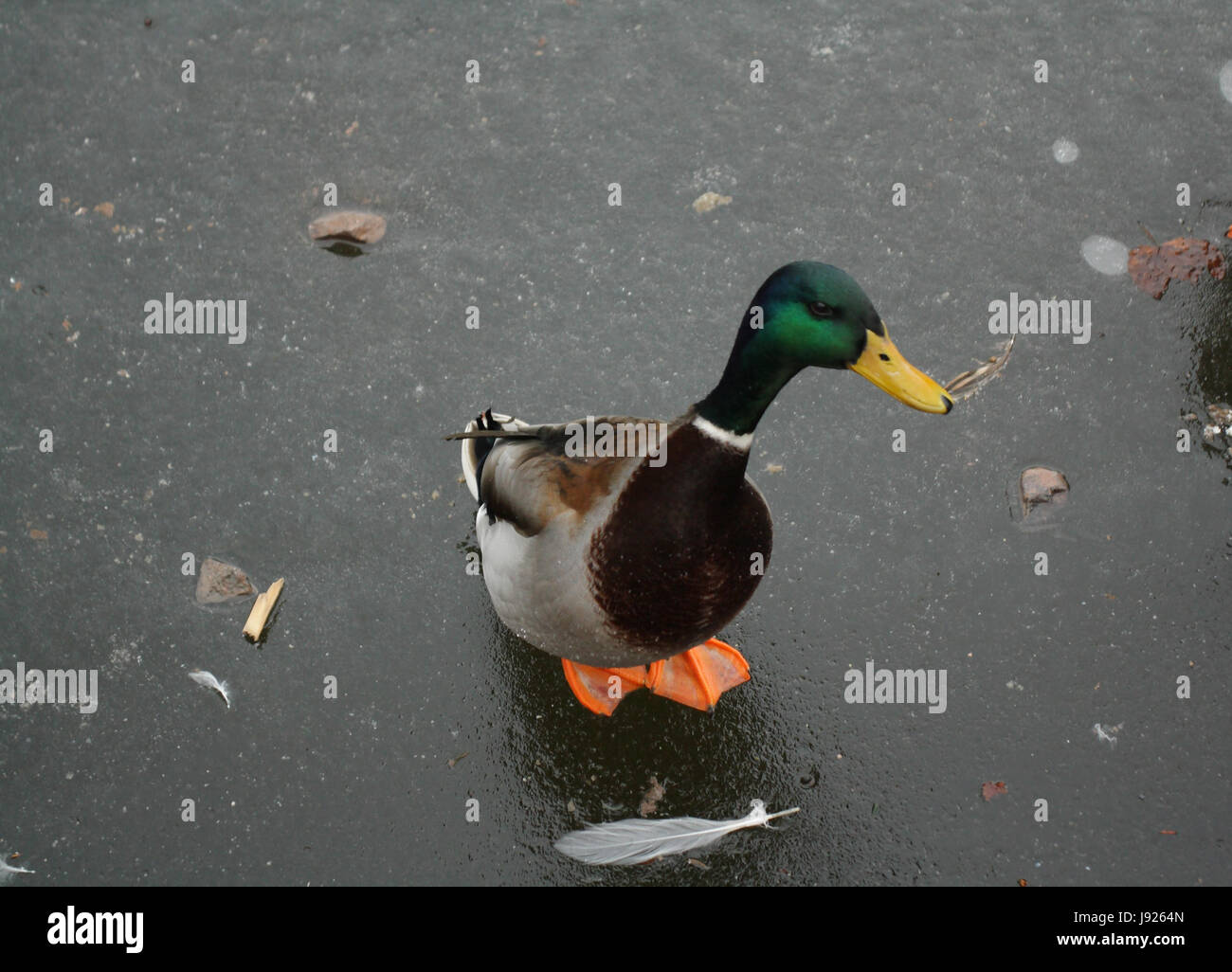 winter, curious, nosey, nosy, ice, frozen, duck, drake, fresh water ...