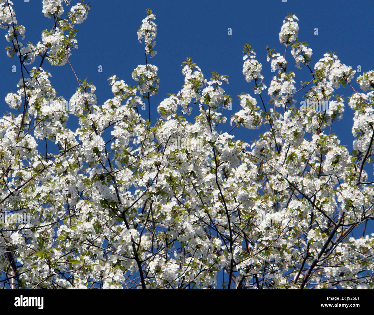tree, bloom, blossom, flourish, flourishing, shine, shines, bright ...