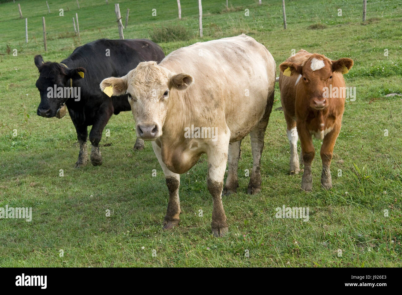 three colored cows on a meadow Stock Photo - Alamy