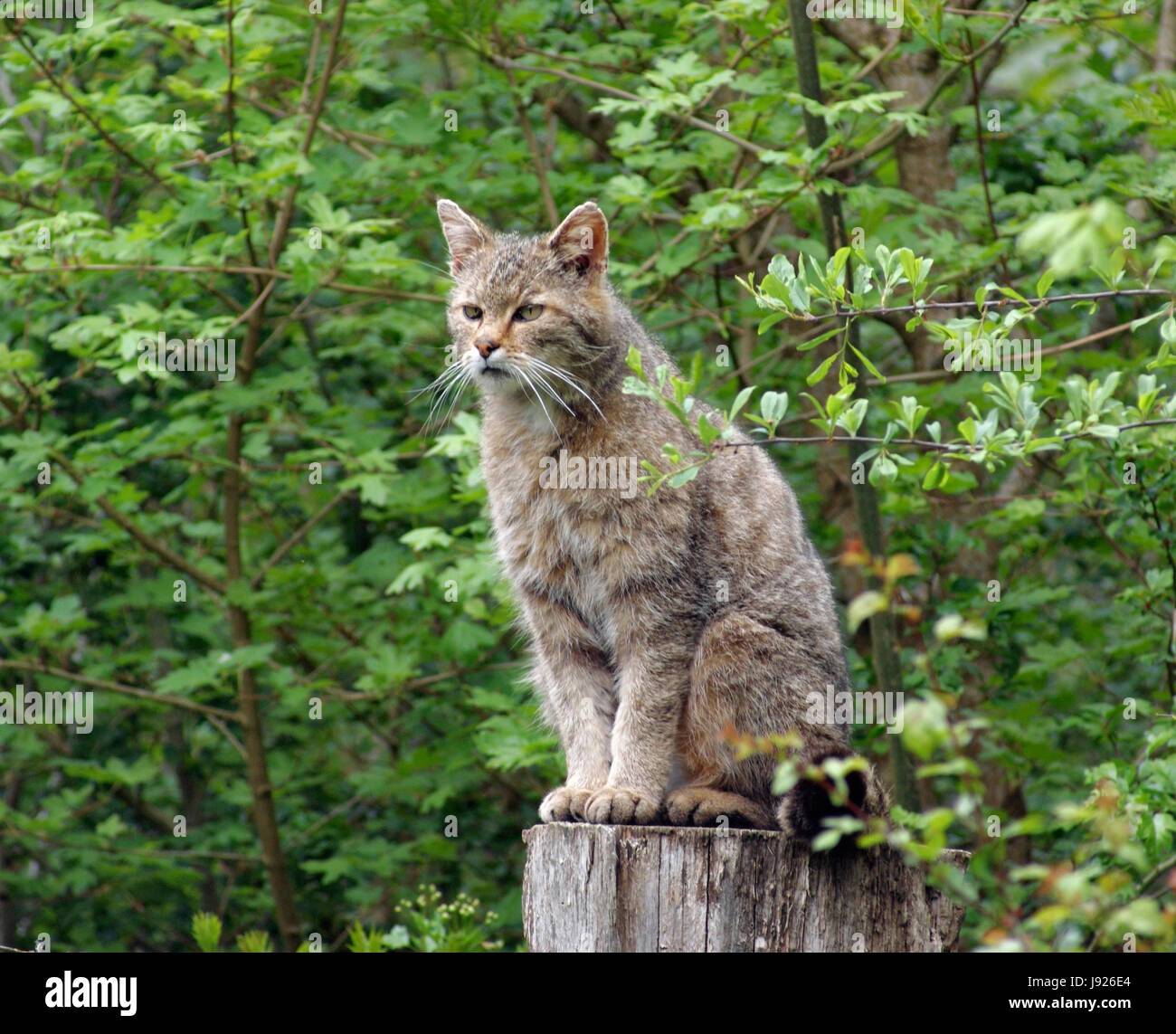 wildcat, vertebrate, wait, waiting, leaf, tree, animal, mammal, brown ...