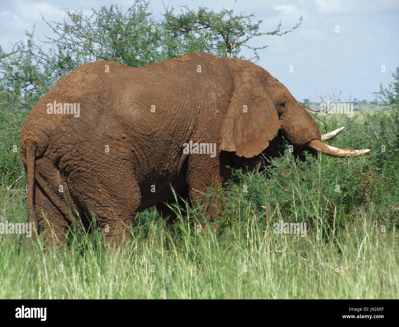 animal, mammal, africa, elephant, safari, african, environment ...