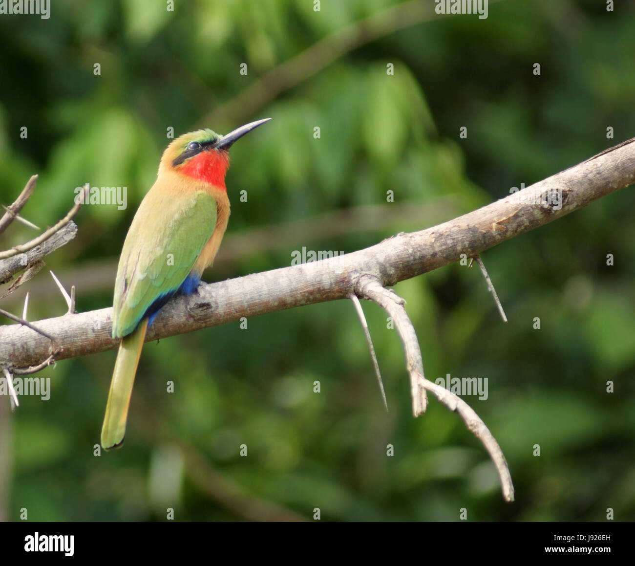 bird, africa, birds, outside, bee eater, uganda, animal, bird, africa ...