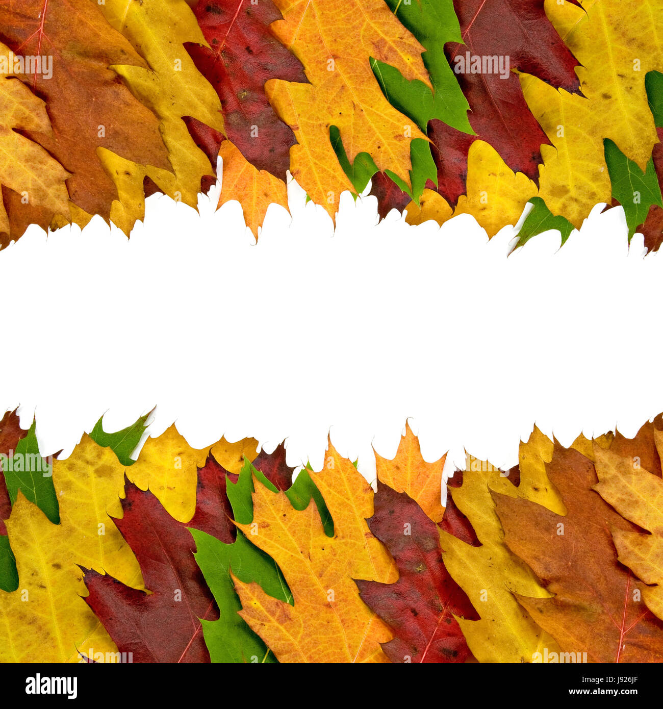 arrangement, leaves, abstract, season, frame, foliage, framework, fall ...