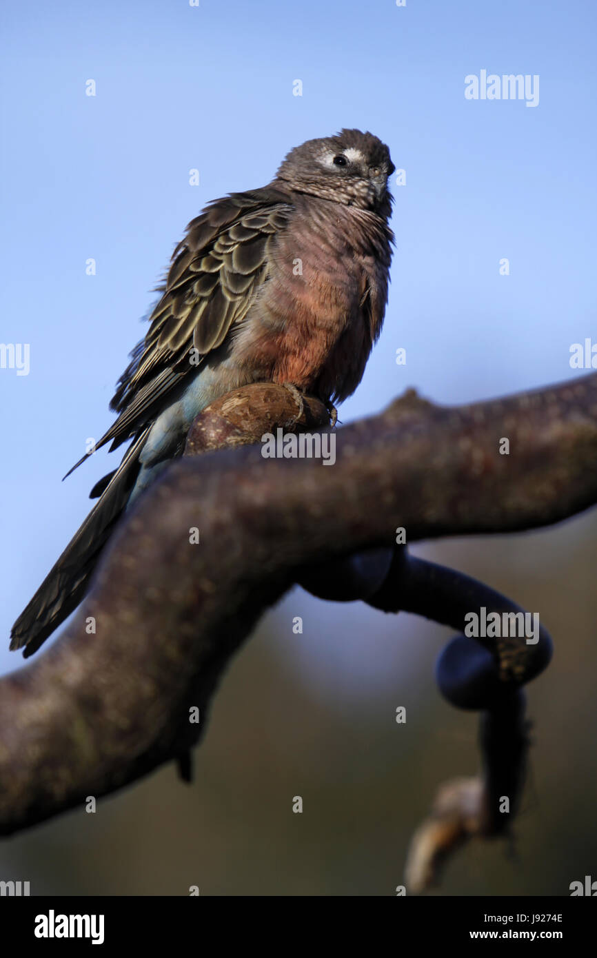 Bourkes parrot hi-res stock photography and images - Alamy