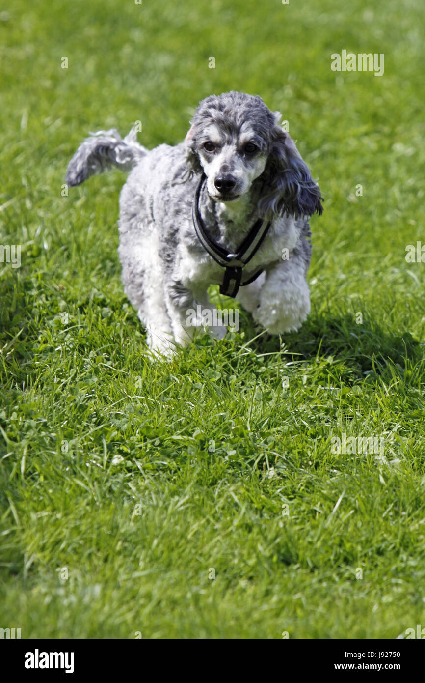 animal, pet, mammal, blank, european, caucasian, dog, poodle, grey ...