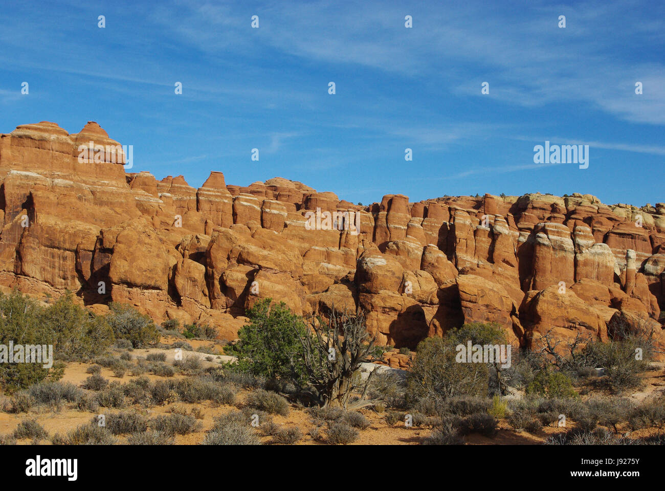 tree, formation, rock, dry, dried up, barren, slim, arid, sligth, lean ...