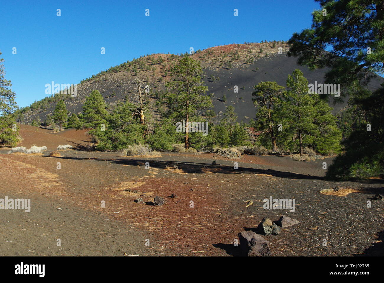 tree, rock, conifer, conifer forest, lava, forest, blue, tree, green ...