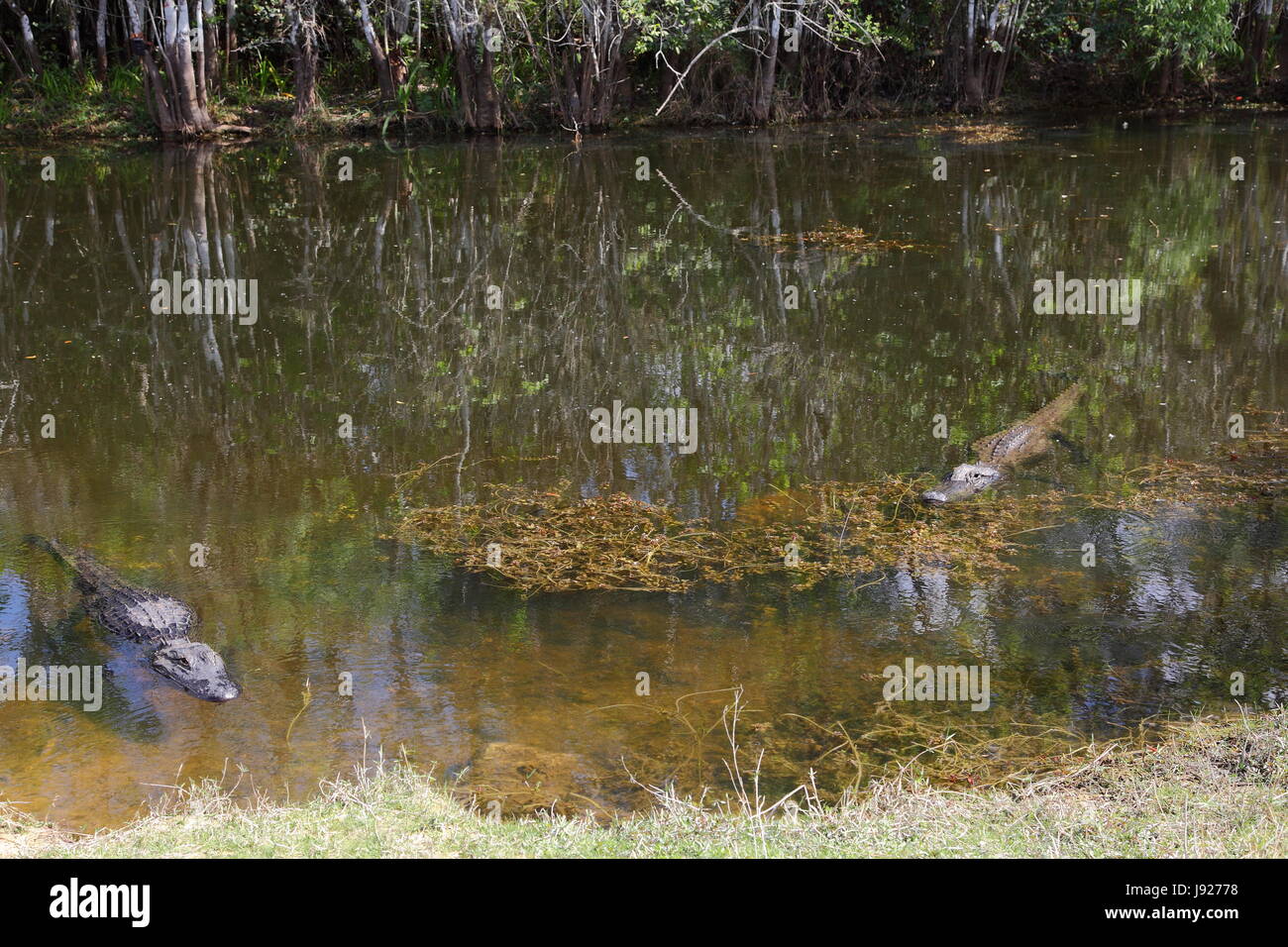 danger, reptile, swamp, crocodile, alligator, marshes, blue, danger ...