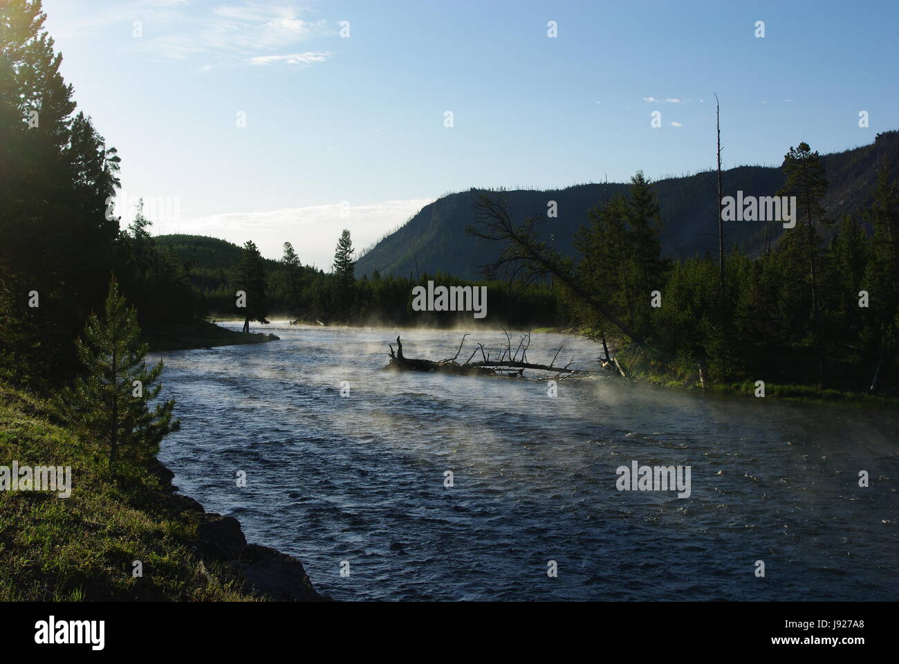 tree, conifer, conifer forest, current of the river, river, water, tree ...