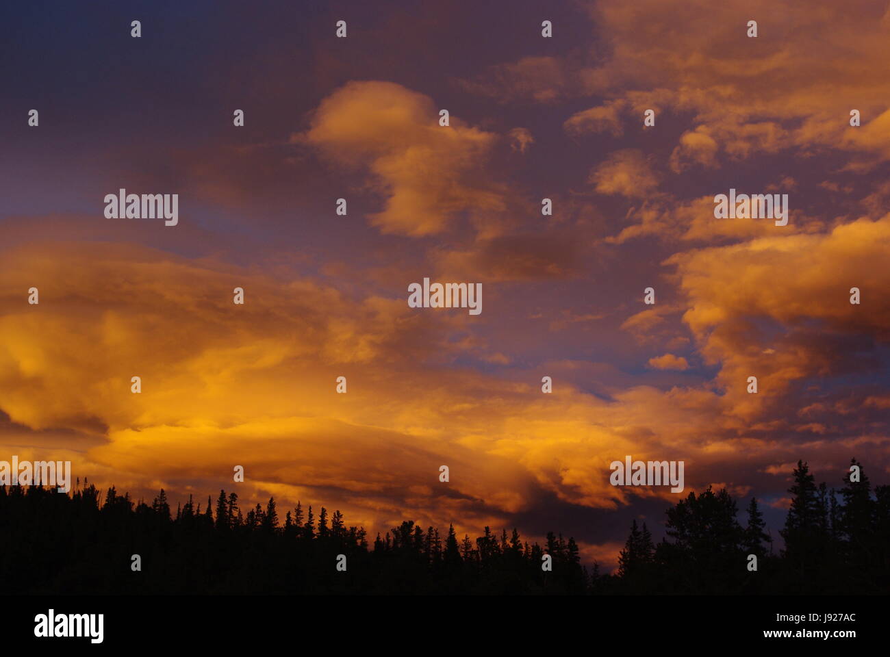 tree, cloud, twilight, conifer forest, orange, firmament, sky, forest ...