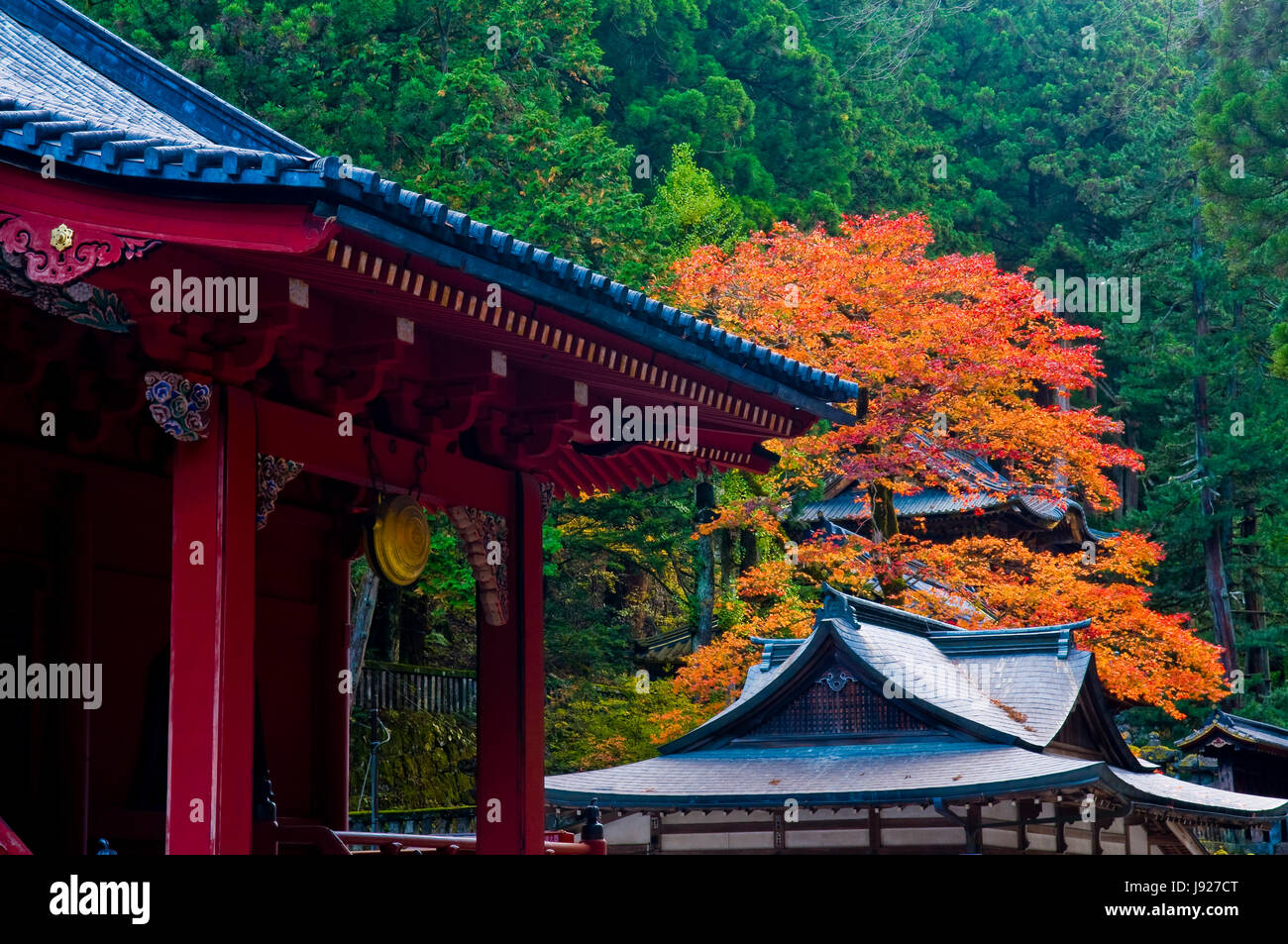 japan, fall, autumn, leaf, colour, tree, park, maple, japanese, japan ...