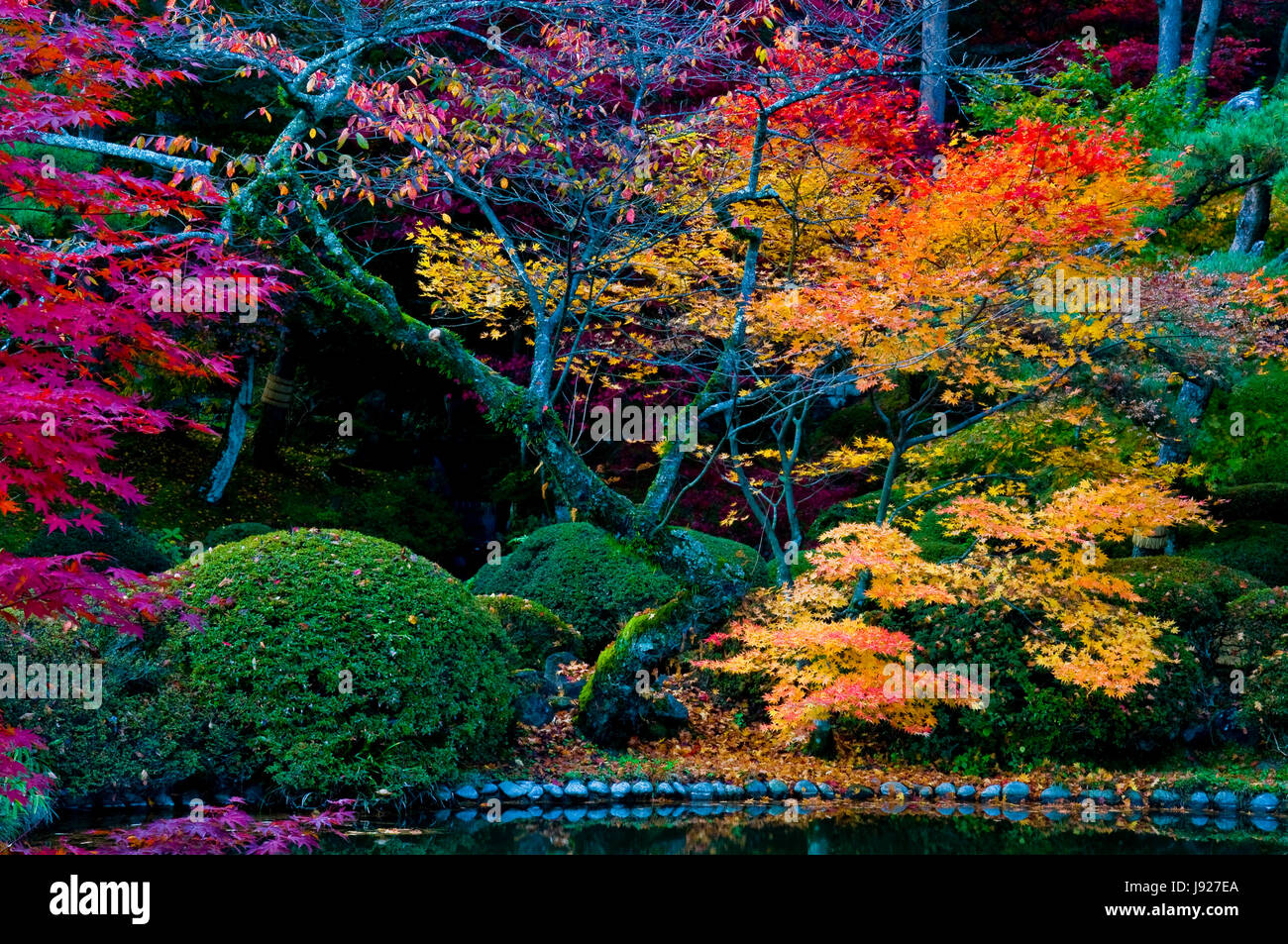 japan, fall, autumn, leaf, colour, tree, park, maple, japanese, japan ...