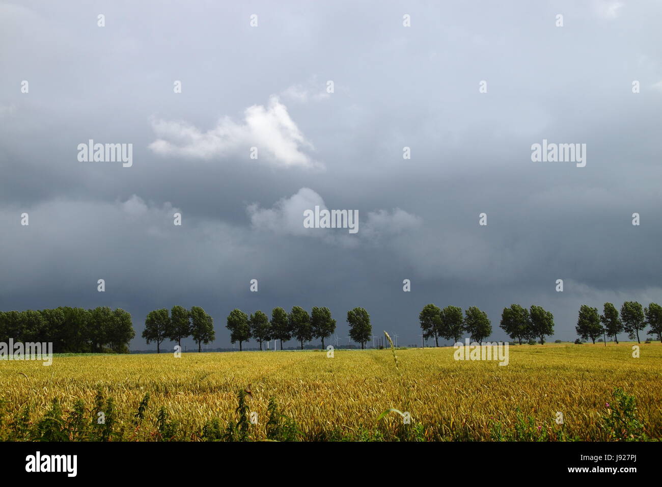 tree, trees, field, wheat field, path, way, firmament, sky, clouds ...
