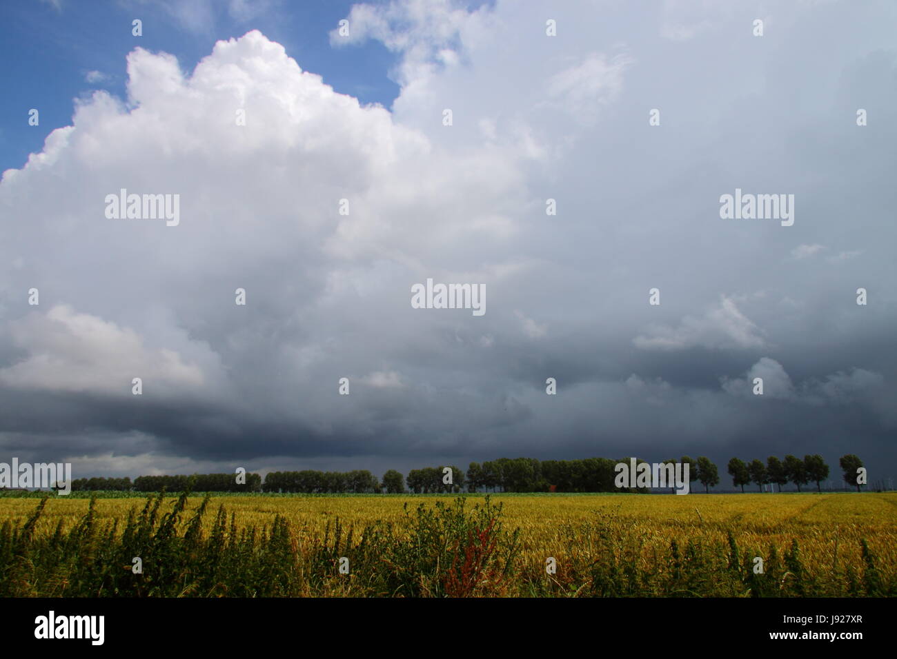 tree, trees, field, wheat field, path, way, firmament, sky, clouds ...