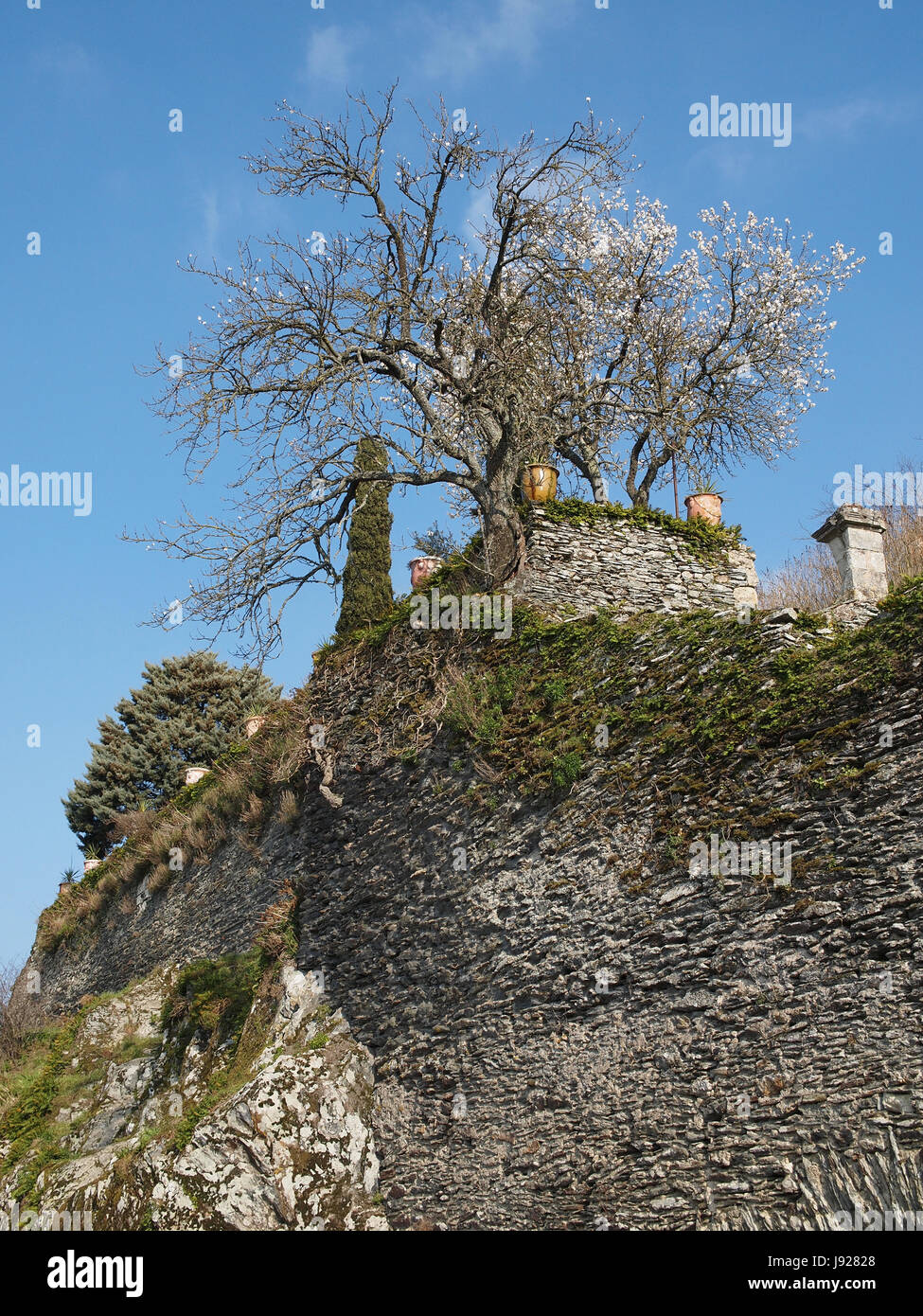 tree, stone, wall, monastery, cloister, ancient, house, building, tree ...