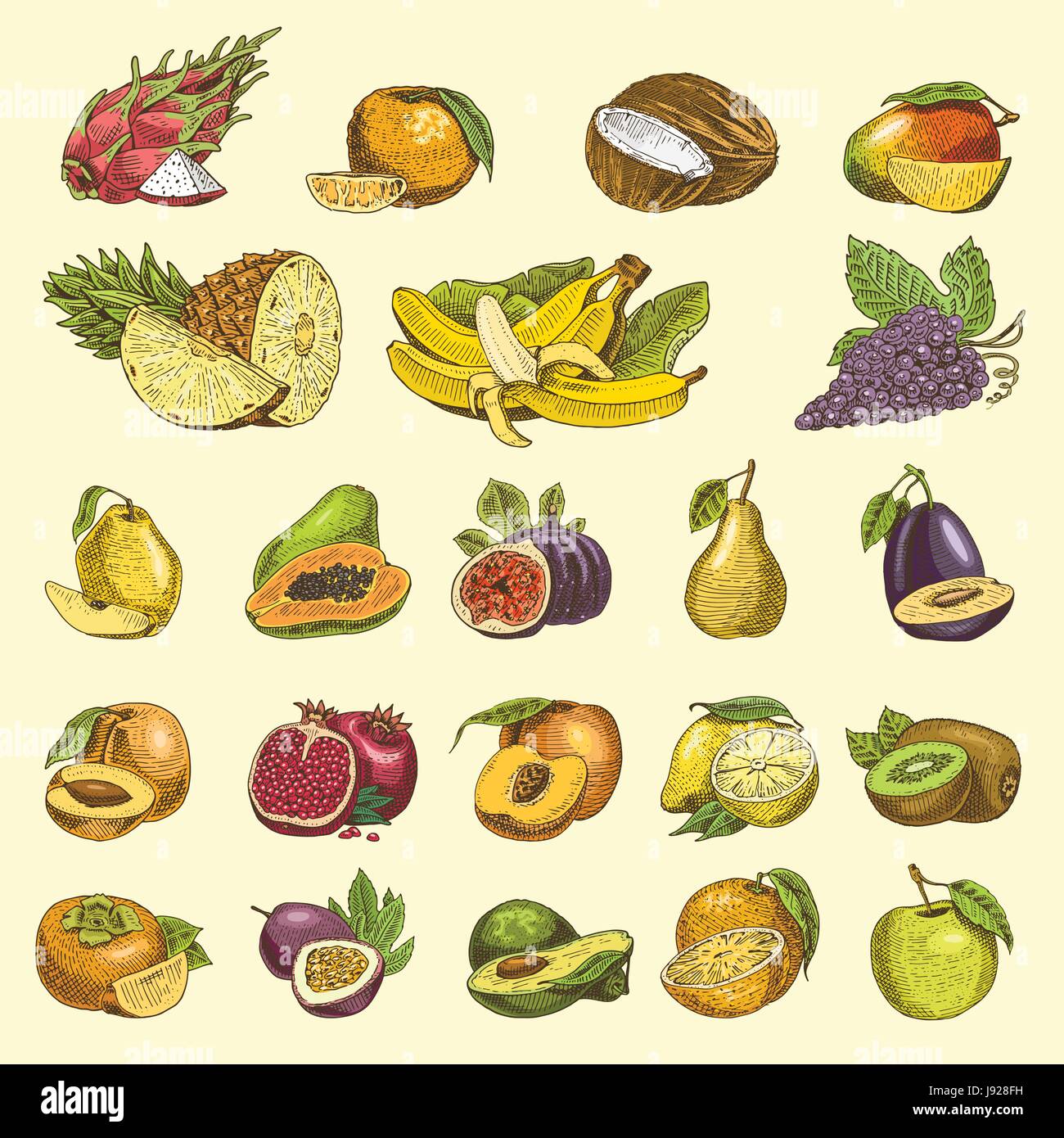 Various tropical fruits exotic fruits Stock Vector Images - Alamy