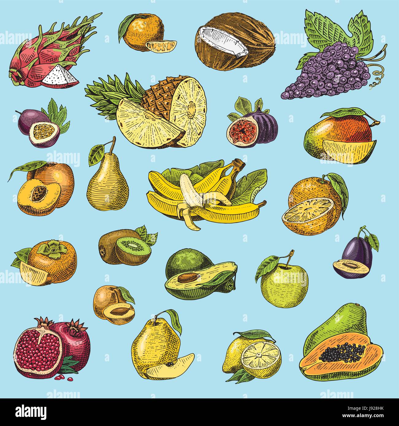 Various tropical fruits exotic fruits Stock Vector Images - Alamy