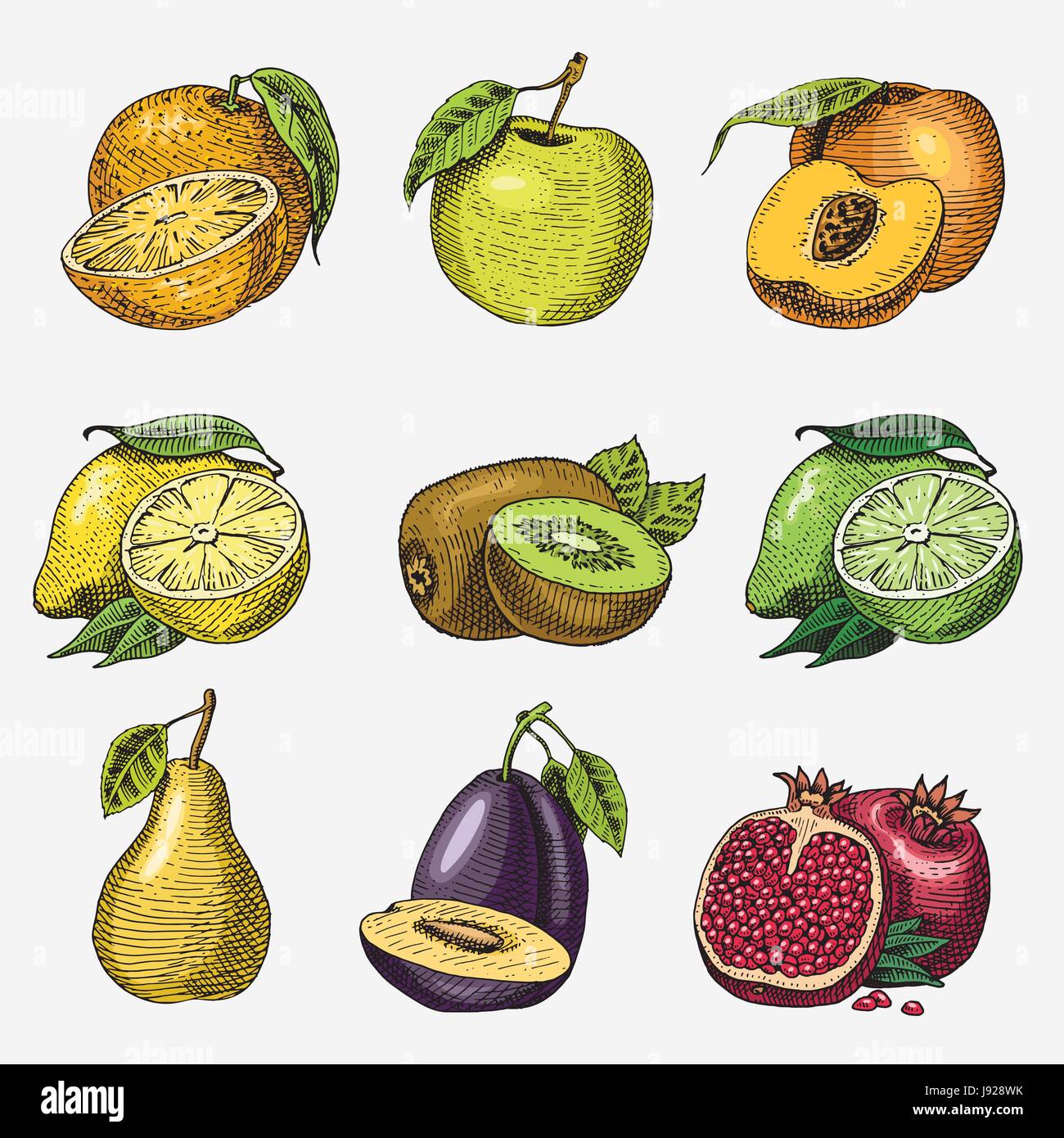 set of hand drawn, engraved fresh fruits, vegetarian food, plants ...