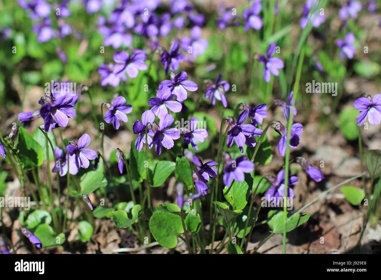 violets spring primrose in forest Stock Photo - Alamy