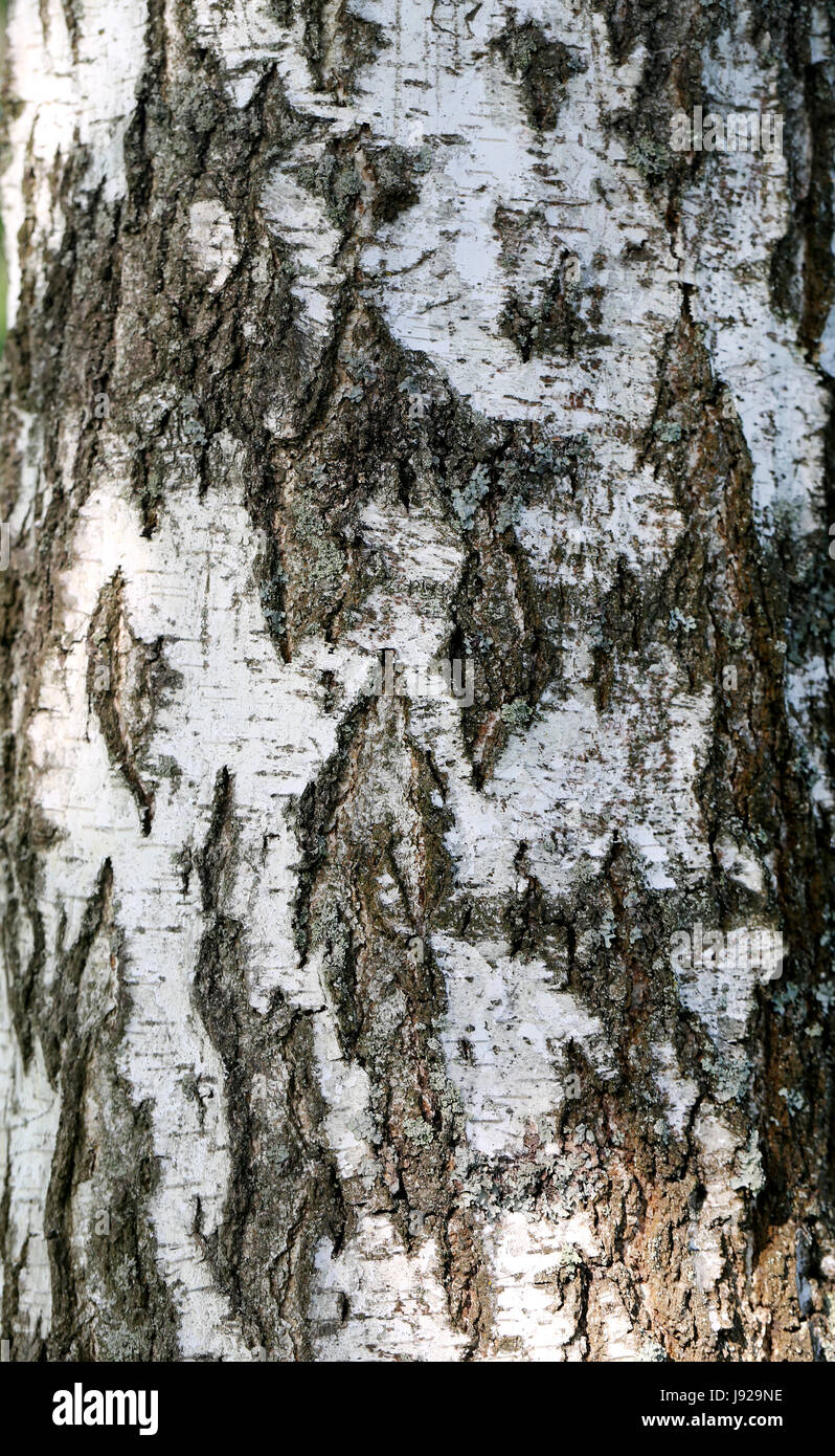 Beautiful wood texture birch photographed in close-up Stock Photo - Alamy