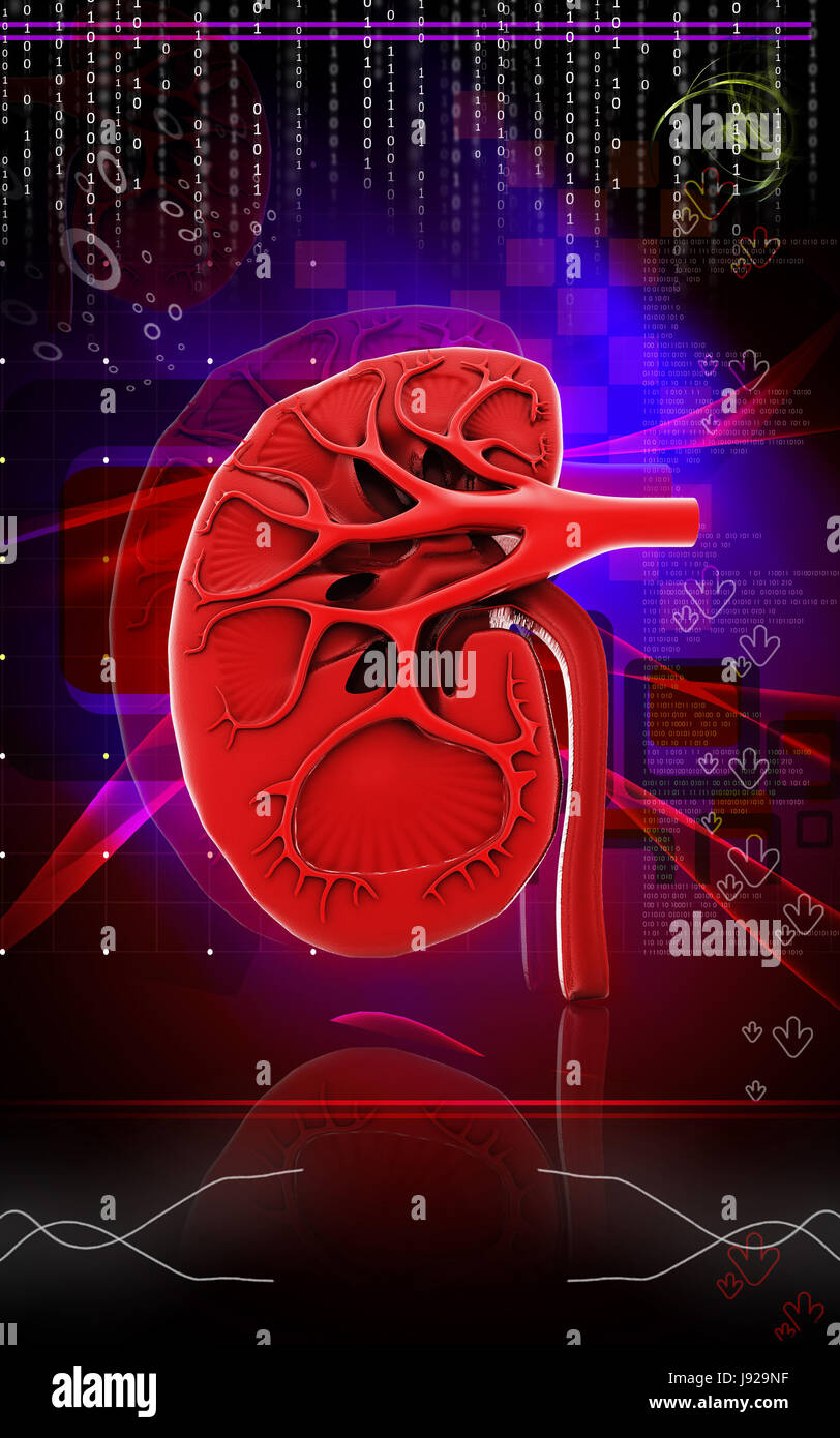 object, education, health, medicinally, medical, graphics, colour ...
