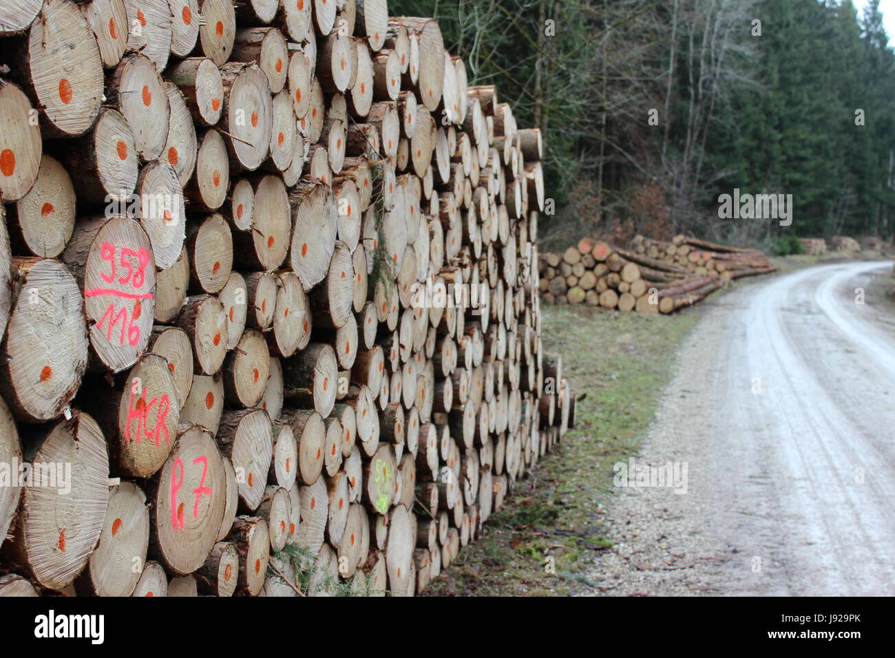 tree, wood, raw material, firewood, grow again, path, way, forest ...