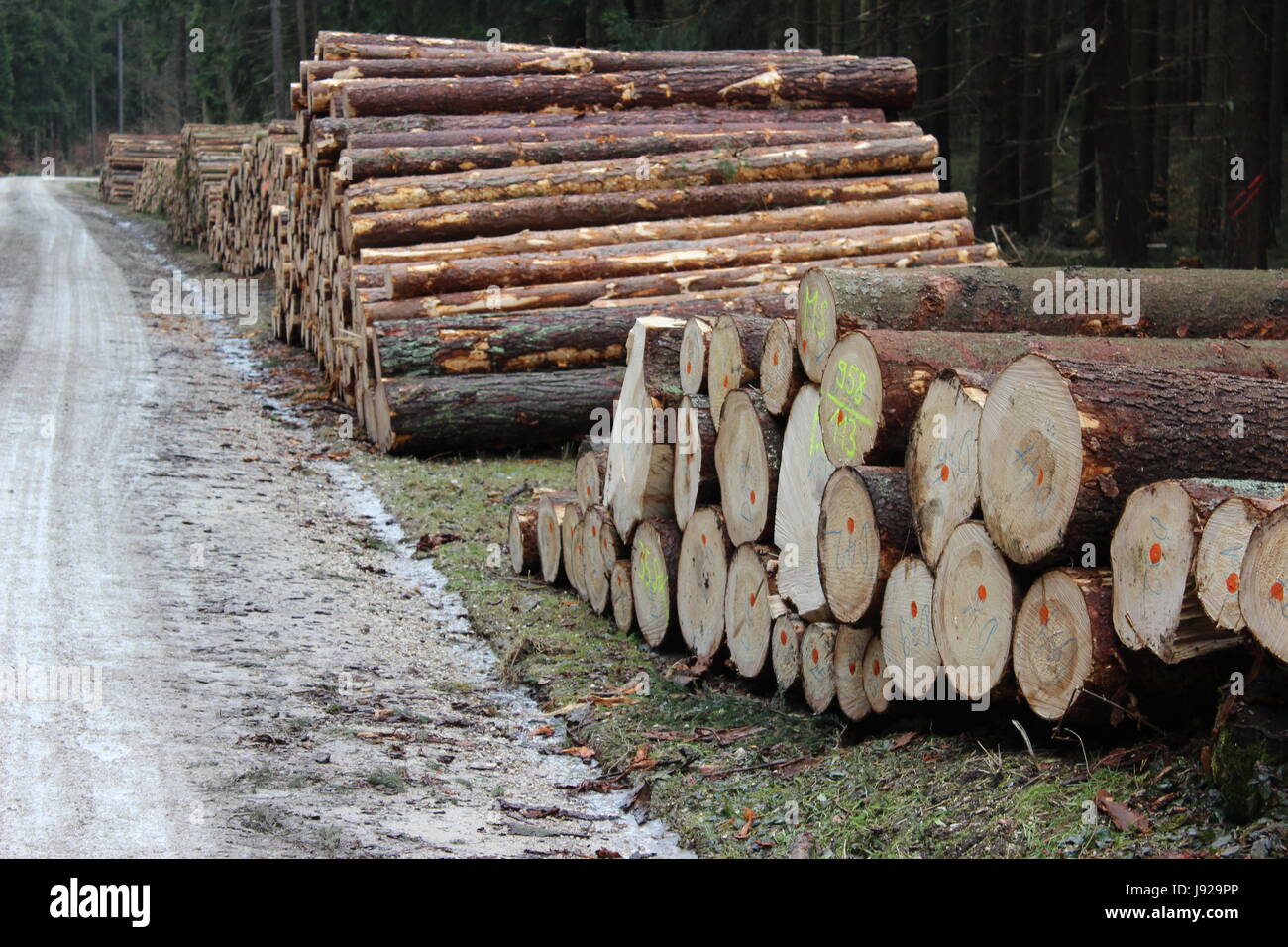 tree, wood, raw material, firewood, grow again, path, way, forest ...