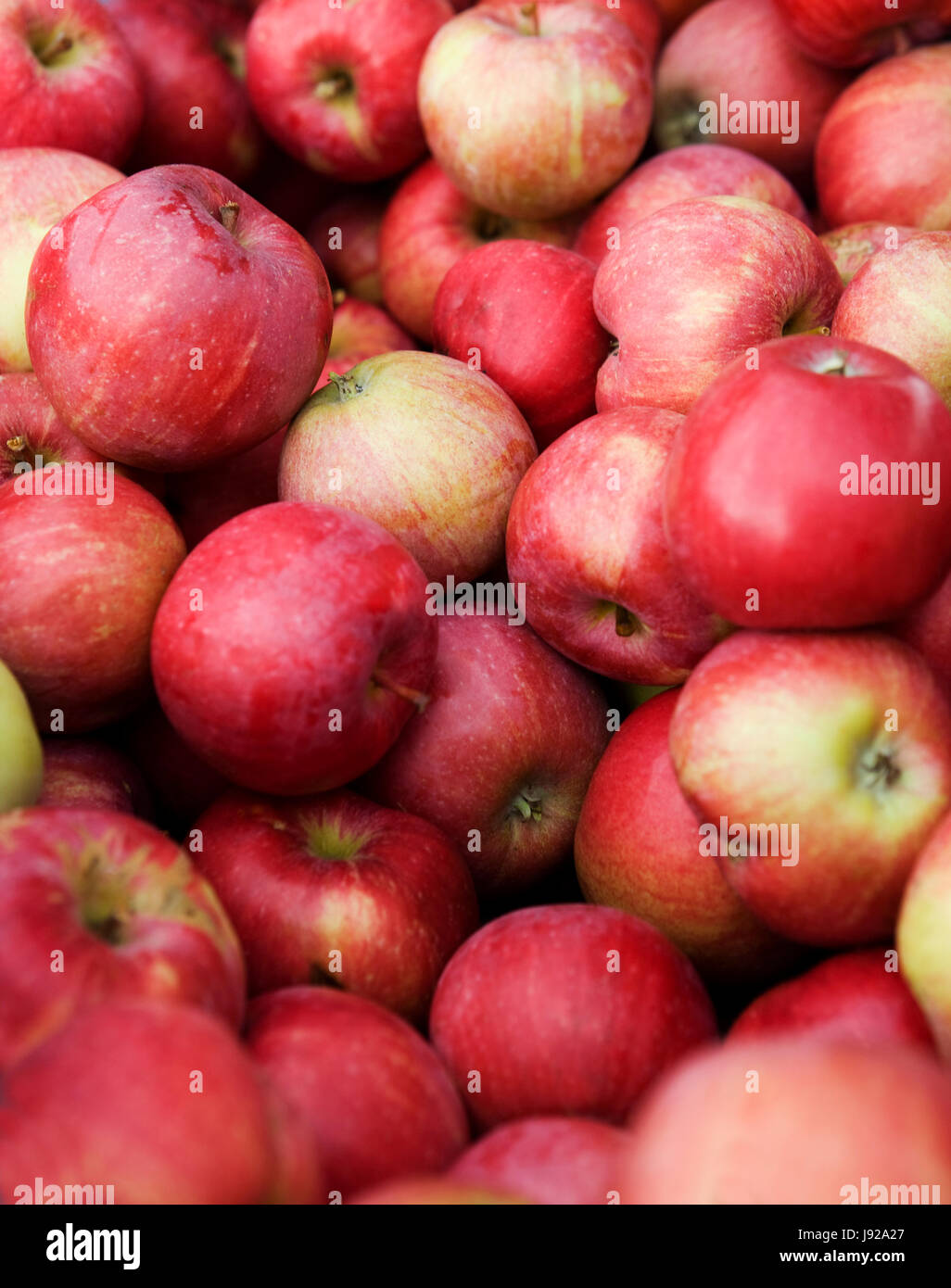 fruit, backgrounds, full frame, apple, italy, red, healthy eating, red ...