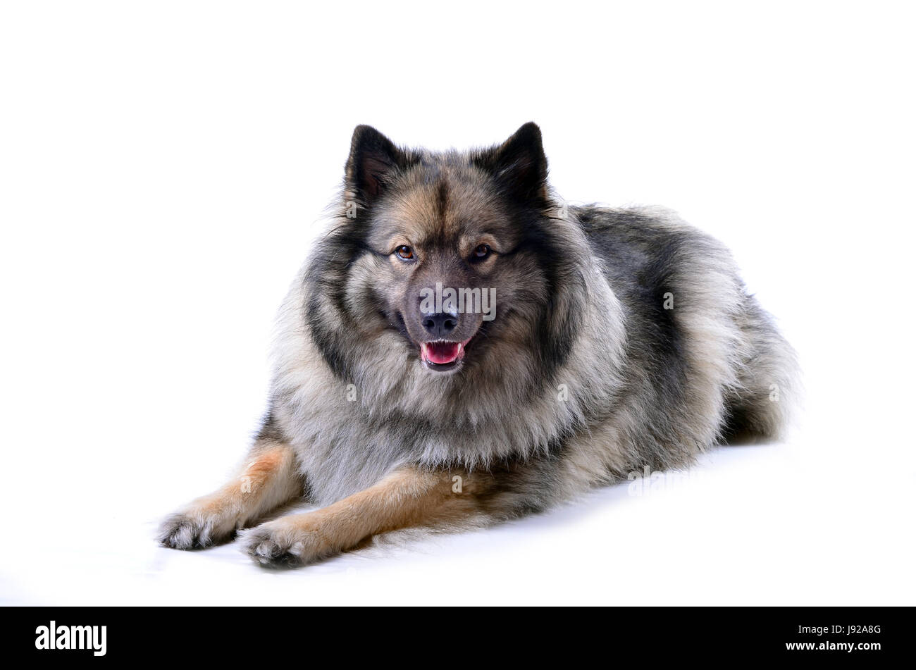 wolf spitz dog portrait is Stock Photo - Alamy wolf spitz dog portrait is Stock Photo - Alamy