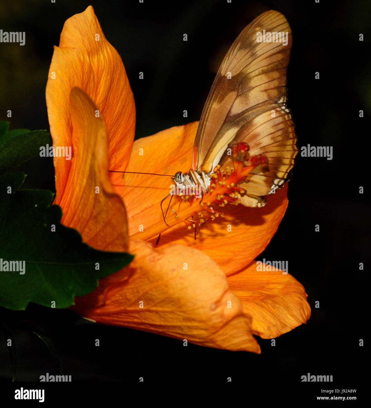 Admiral rust hi-res stock photography and images - Alamy