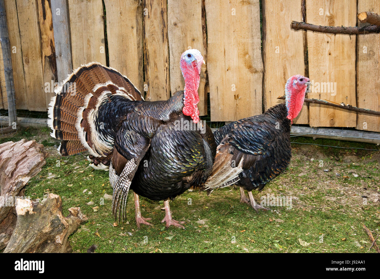 animal, bird, turkey, livestock, farm, poultry, feather, fencing, macro ...