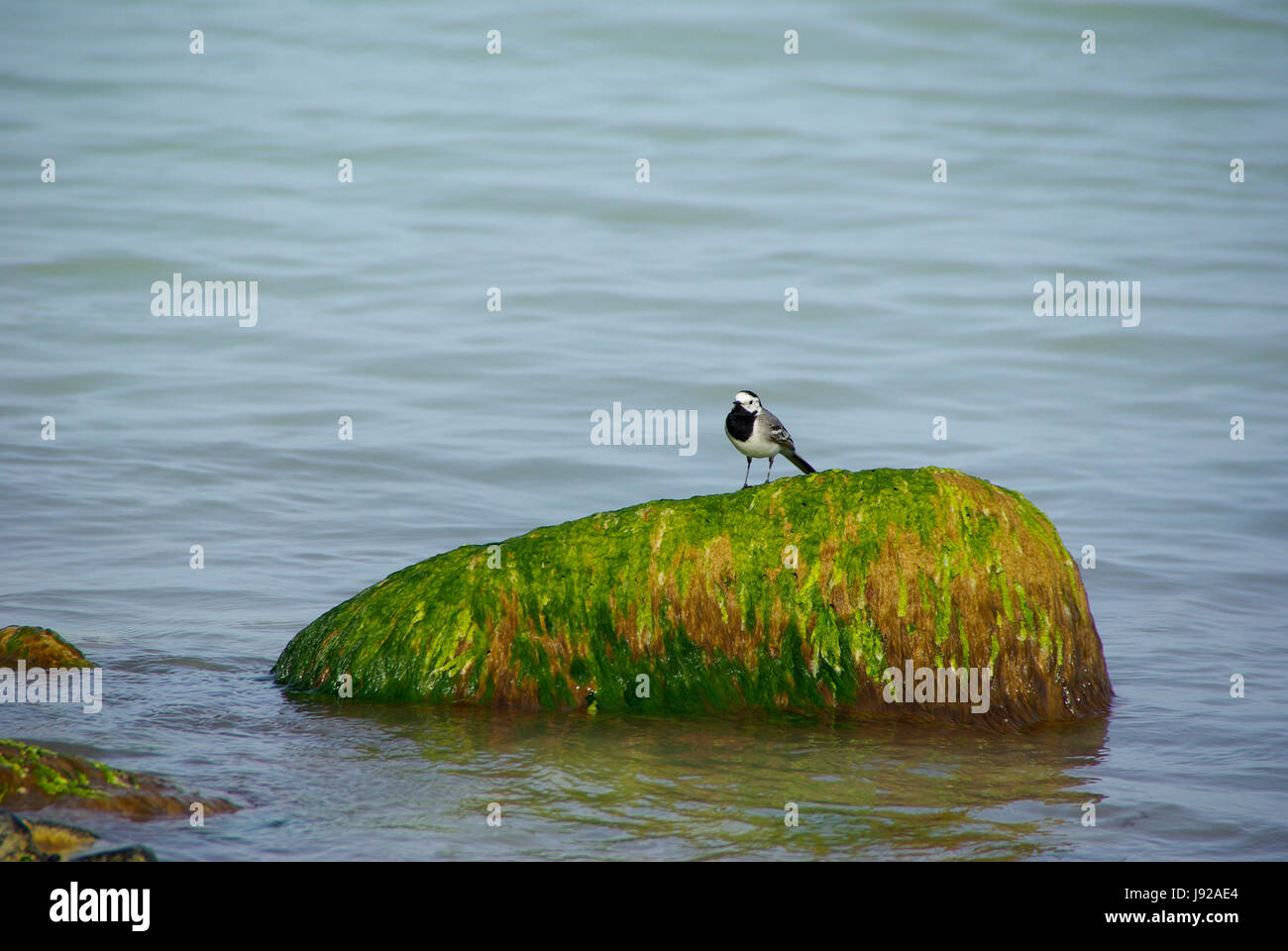 bird, birds, water, baltic sea, salt water, sea, ocean, algae, wagtail ...
