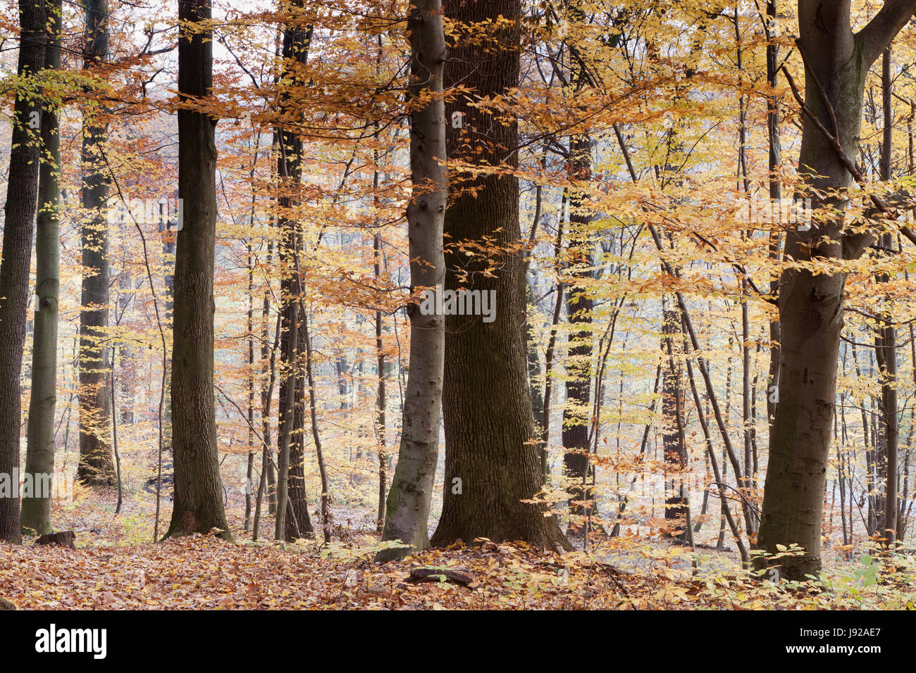 leaf, tree, deciduous tree, autumnal, season, forest, leaves, foliage ...