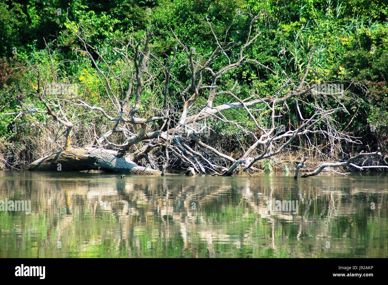 the river drava in hungary Stock Photo - Alamy