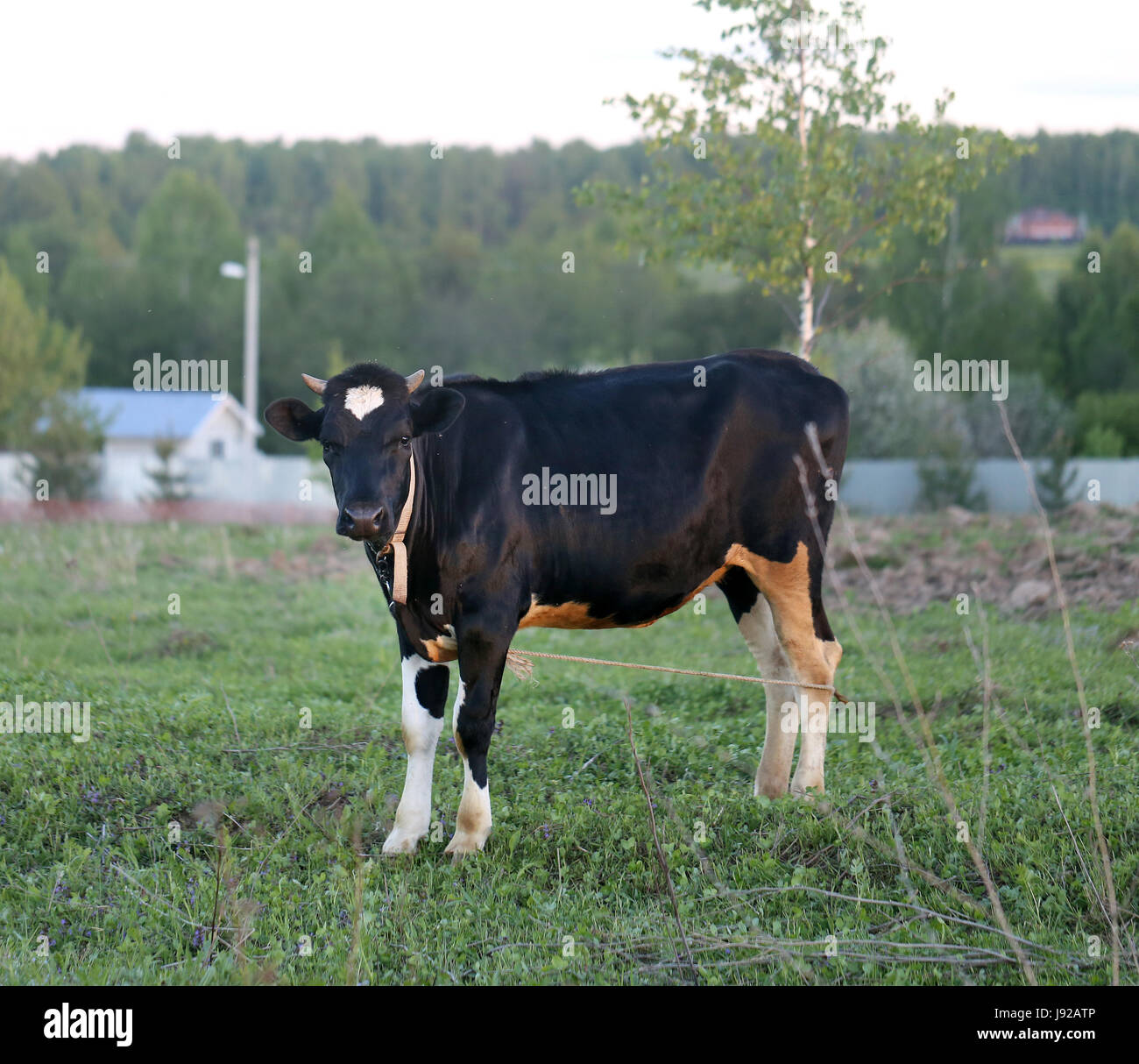 Beautiful cow grazing hi-res stock photography and images - Alamy