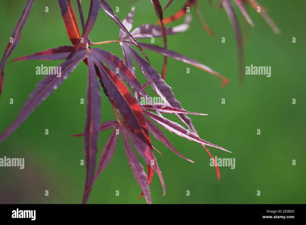 Graceful japanese maple hi-res stock photography and images - Alamy