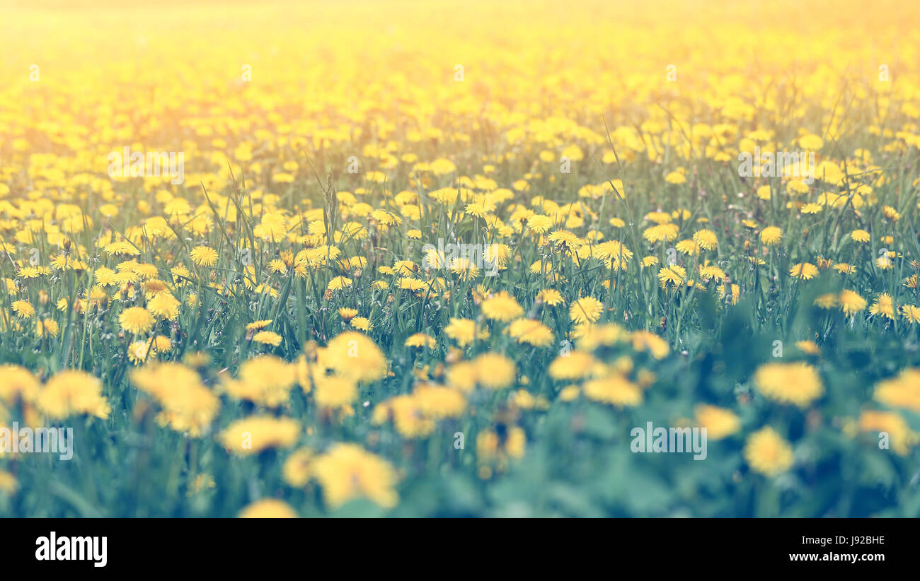 Photo of a miracle retro spring background with dandelions Stock Photo ...