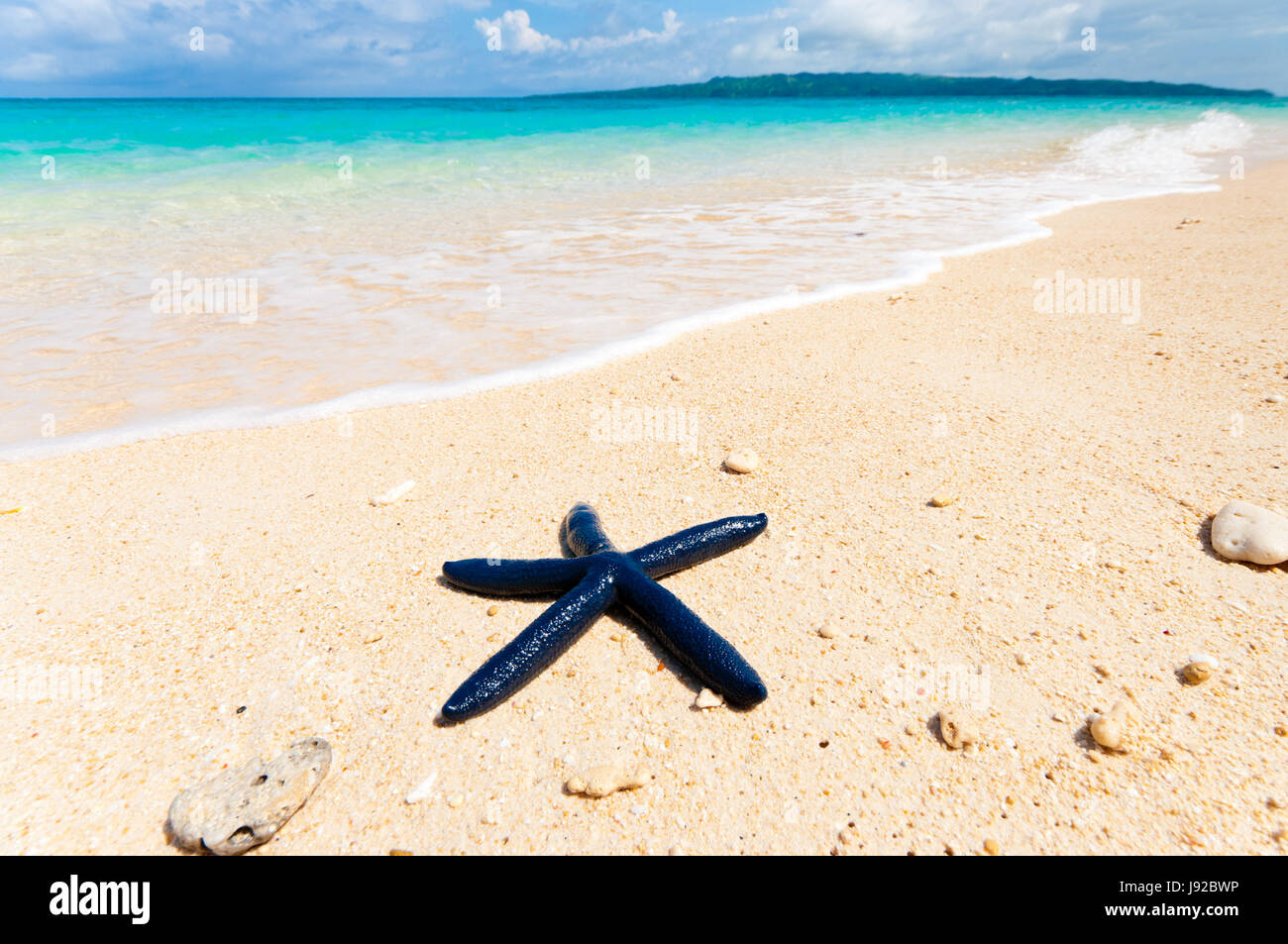 blue, fish, beach, seaside, the beach, seashore, tropical, starfish ...