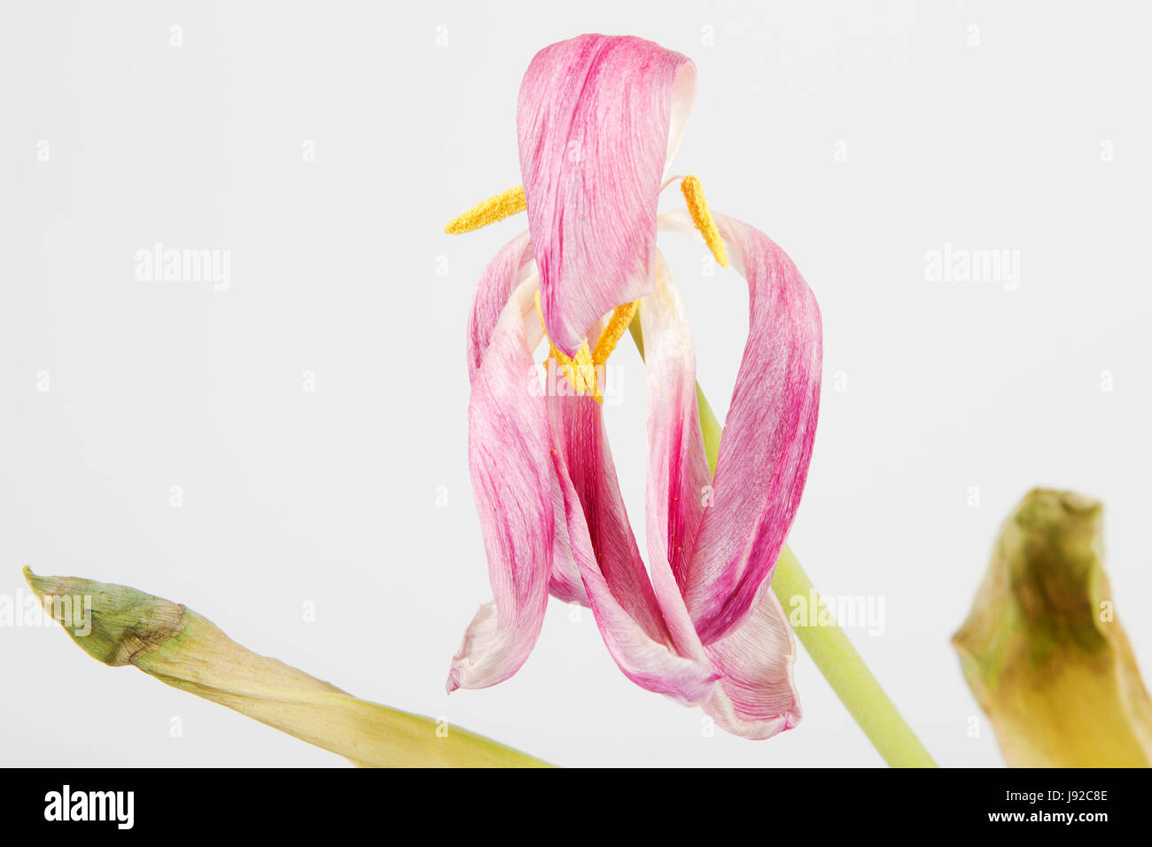 Faded tulip flower hi-res stock photography and images - Alamy