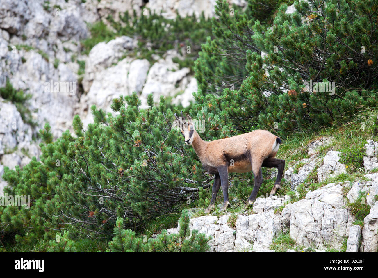 animal, wild, dolomites, alps, chamois, wild animal, mountain, tree ...