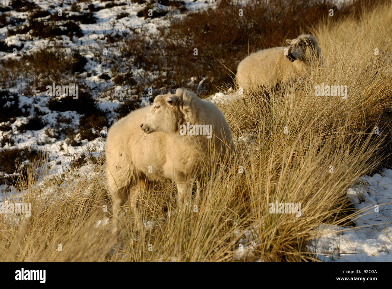 animals, sylt, sheep (pl.), elbow, winter, animals, shine, shines ...