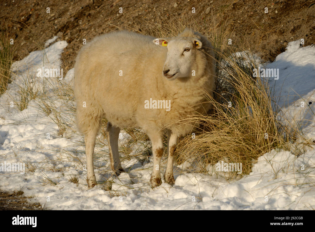 sheep in the dunes at the elbow on sylt Stock Photo - Alamy