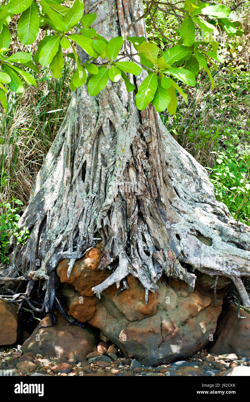 tree, tropical, woody, ecuador, rocks, tropic, salt water, sea, ocean ...