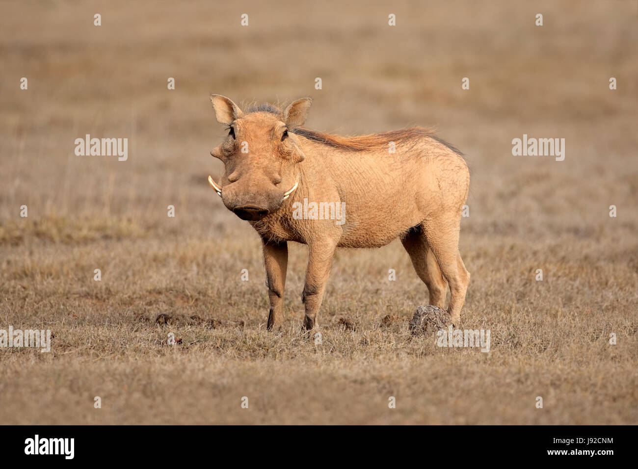 animal, teeth, wild, wildlife, warthog, pig, mouth, park, animal ...