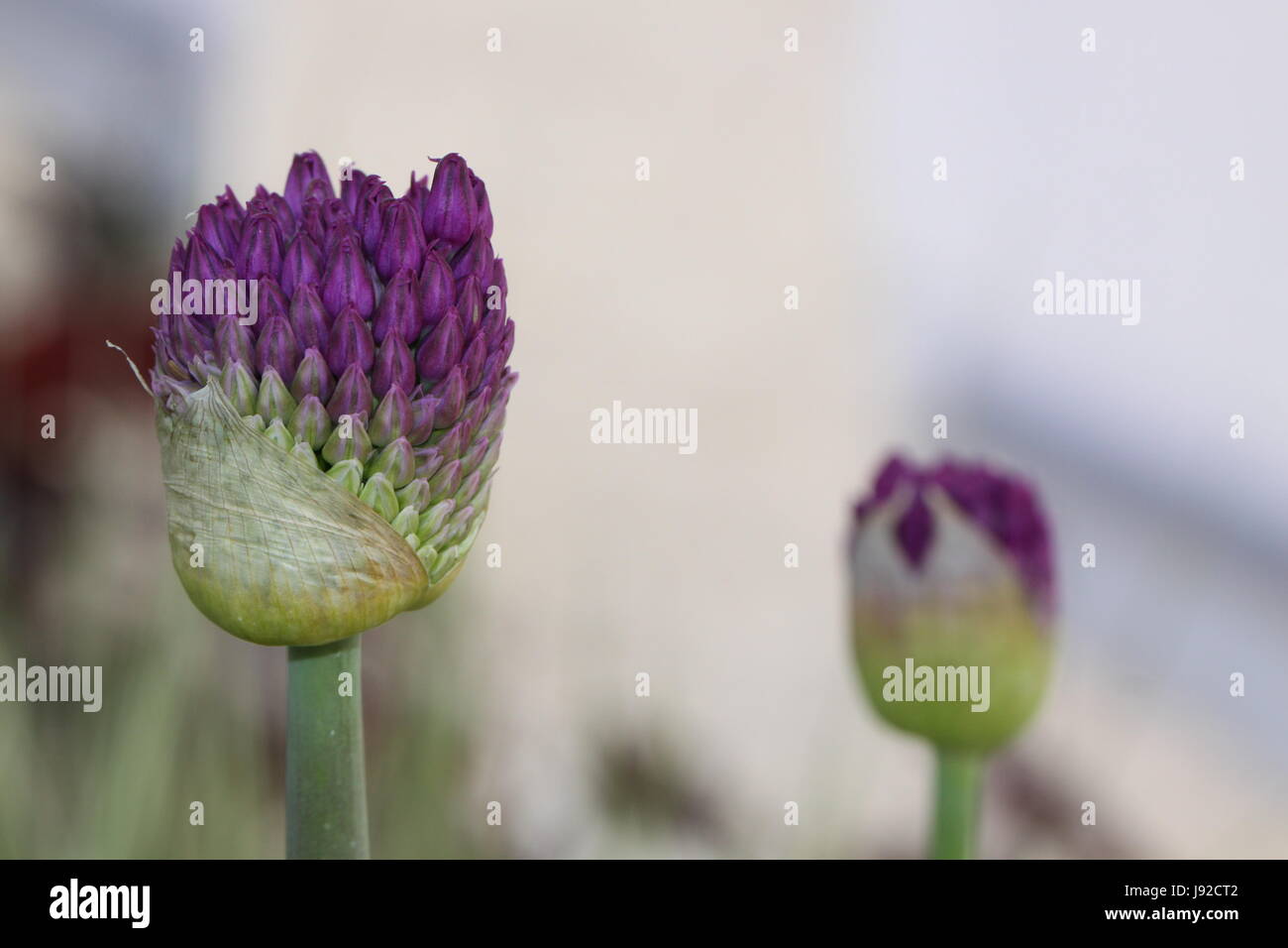 Iran plant hi-res stock photography and images - Alamy