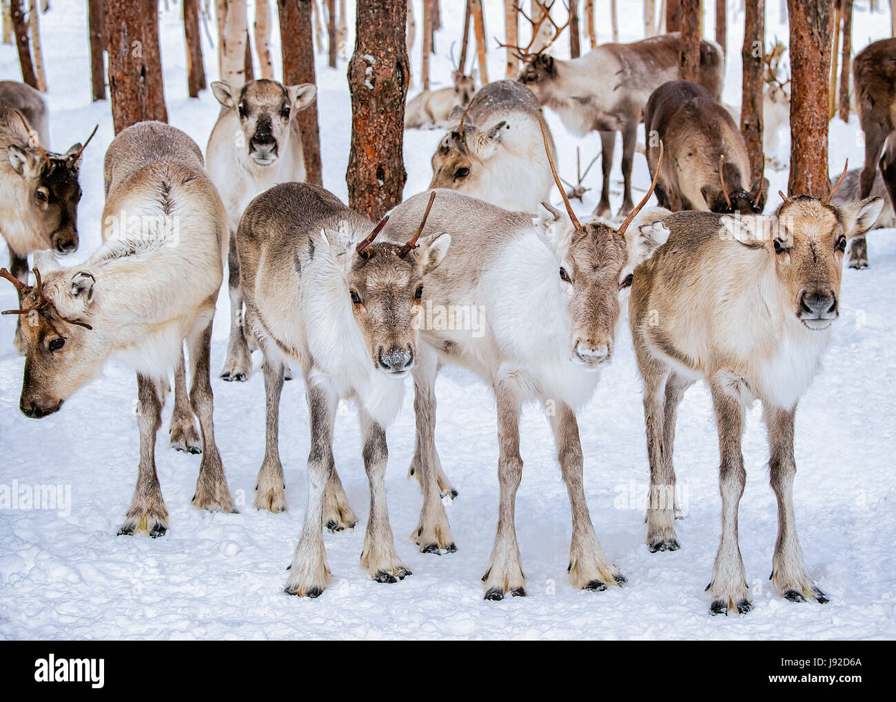 Reindeers in winter farm in Rovaniemi, Lapland, Finland Stock Photo - Alamy
